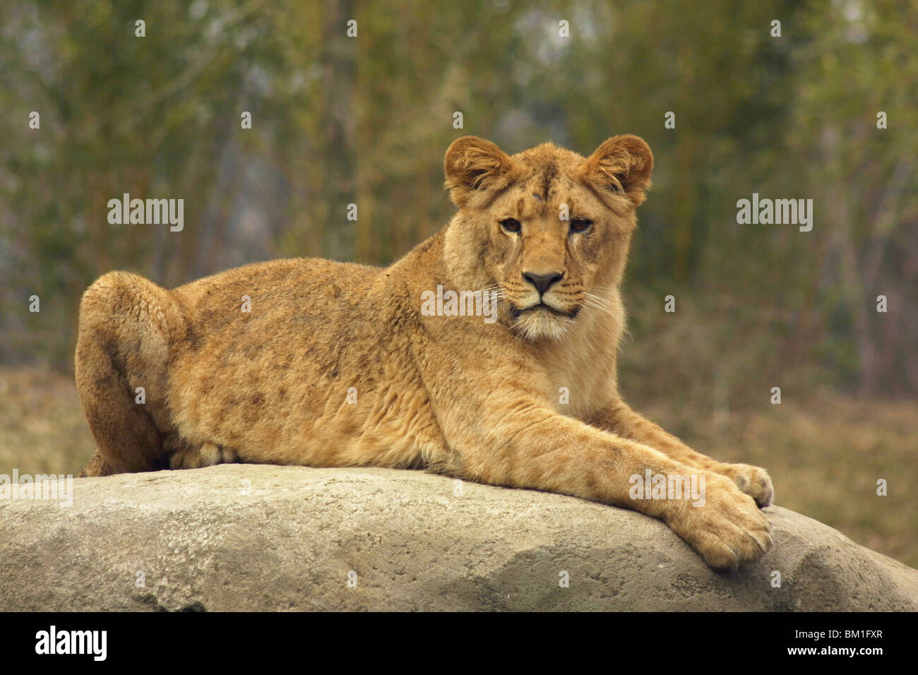 Lions lioness hi-res stock photography and images - Alamy