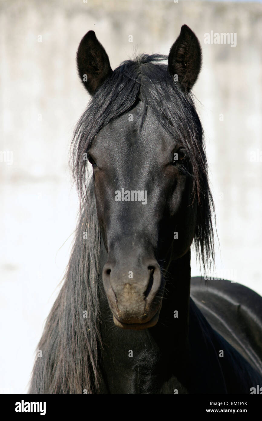 Friesian horse portrait Stock Photo - Alamy