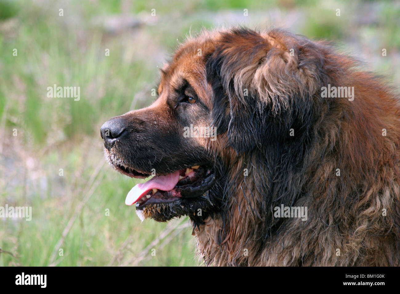 Leonberger profile hi-res stock photography and images - Alamy