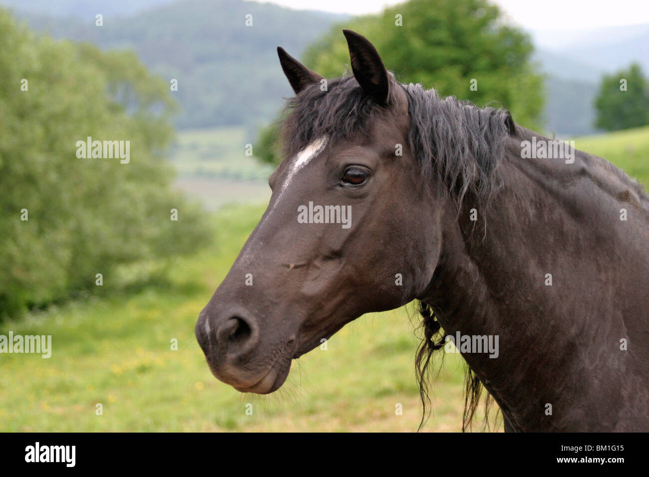 Morgan Horse Portrait Stock Photo - Alamy