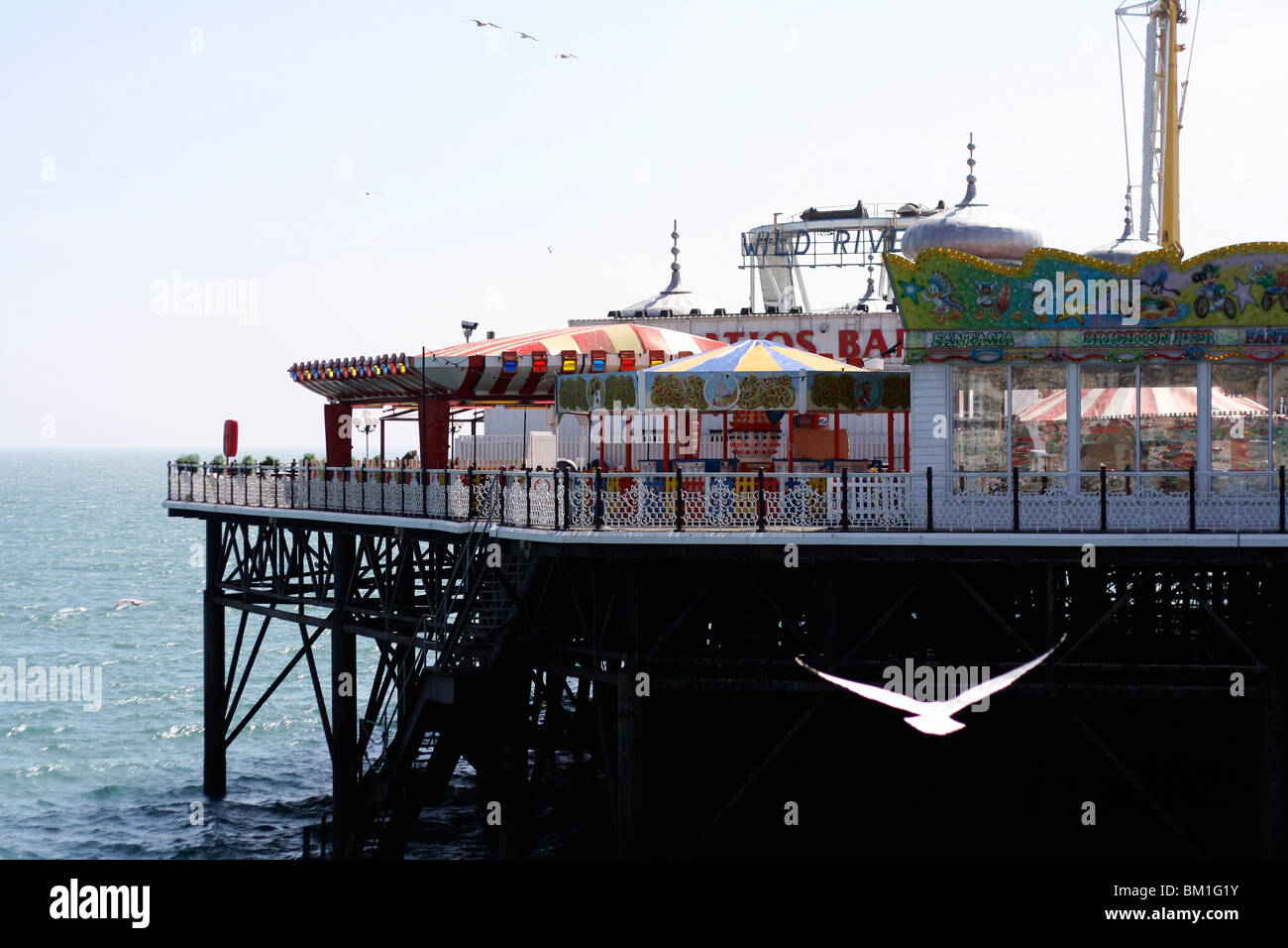 Seagull swooping and gliding with the famous Brighton pier amusements ...