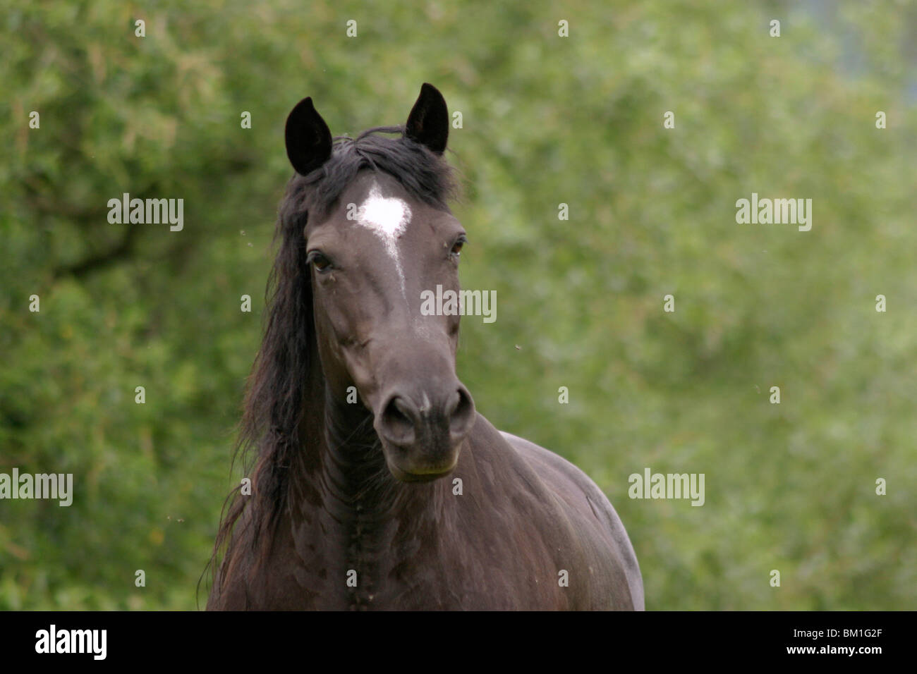 Morgan Horse Portrait Stock Photo - Alamy