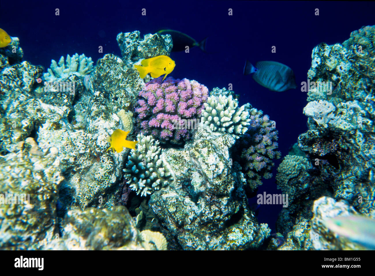 Coral reef, Sharm El Sheikh, Red Sea, Egypt, North Africa, Africa Stock ...