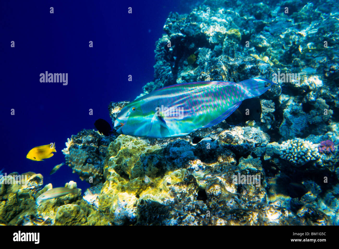 Coral reef and Scarus Gibbus fish, Sharm El Sheikh, Red Sea, Egypt ...