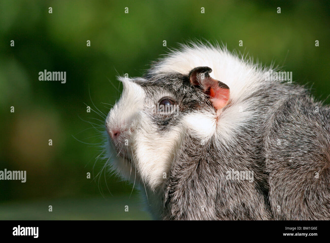 Guinea pig side view profile hi-res stock photography and images - Alamy