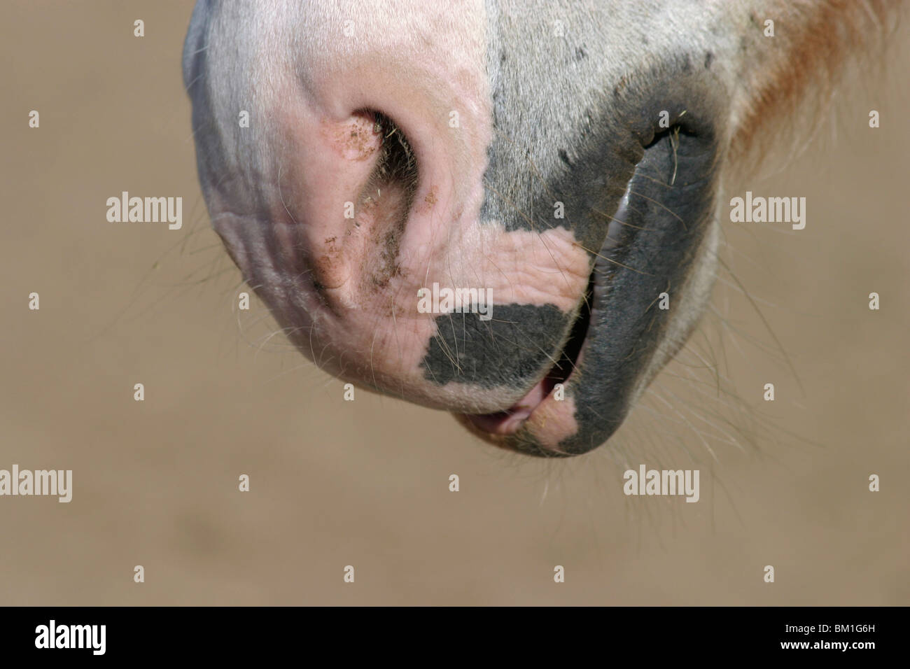 Pferdemaul hi-res stock photography and images - Alamy