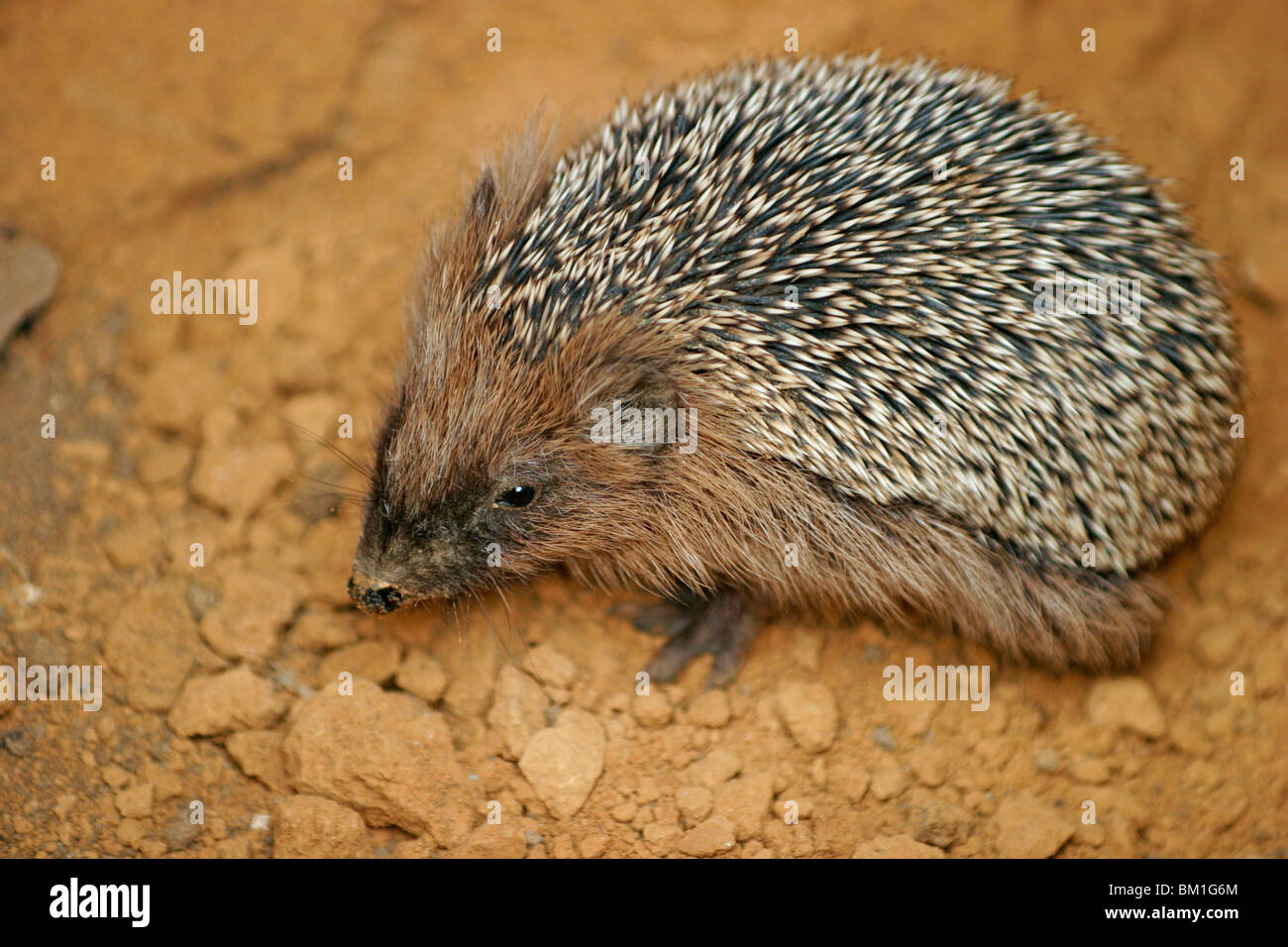 europäischer Igel / hedgehog Stock Photo - Alamy