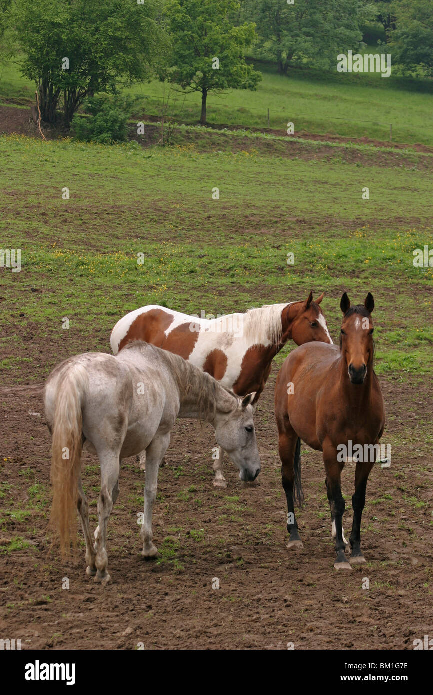 Pferde auf der Weide / three horses Stock Photo - Alamy