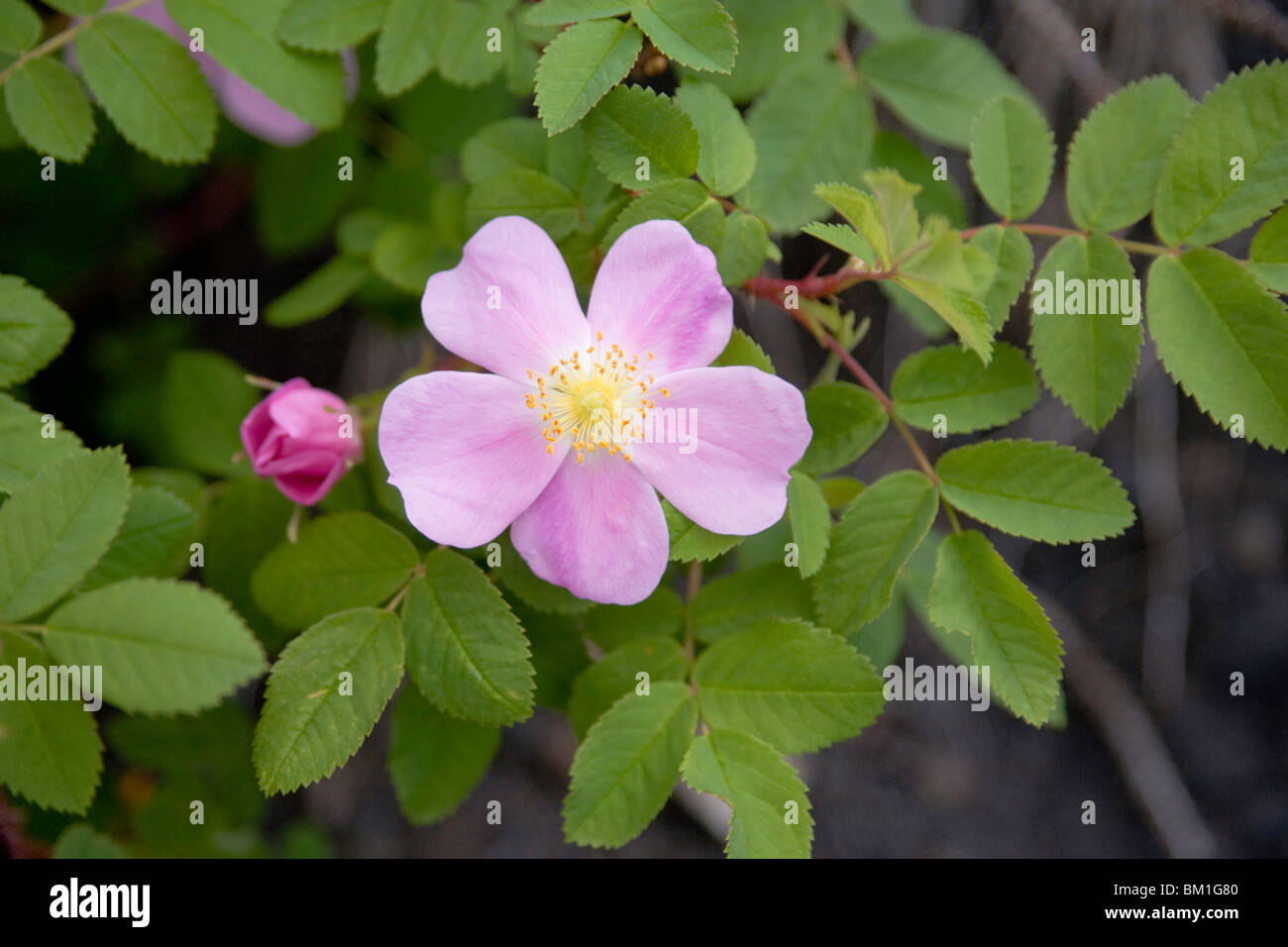 Prickly rose hi-res stock photography and images - Alamy