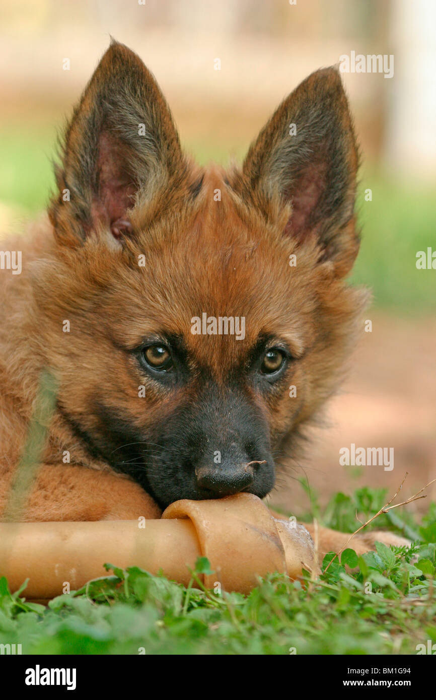 Harzer Fuchs Welpe / Puppy Stock Photo - Alamy