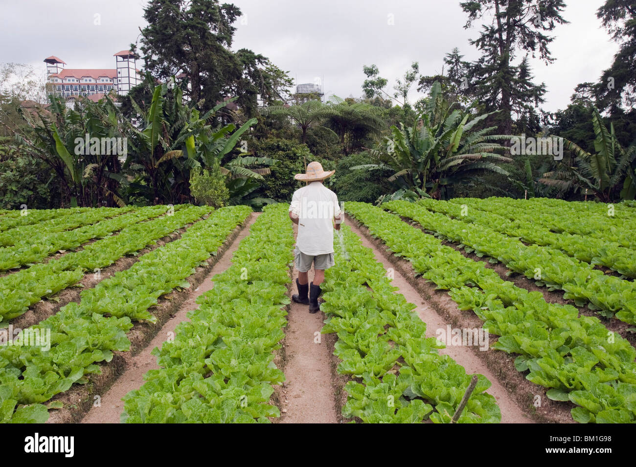 Gardener in a cabbage patch, Cameron Highlands, Perak state, Malaysia ...