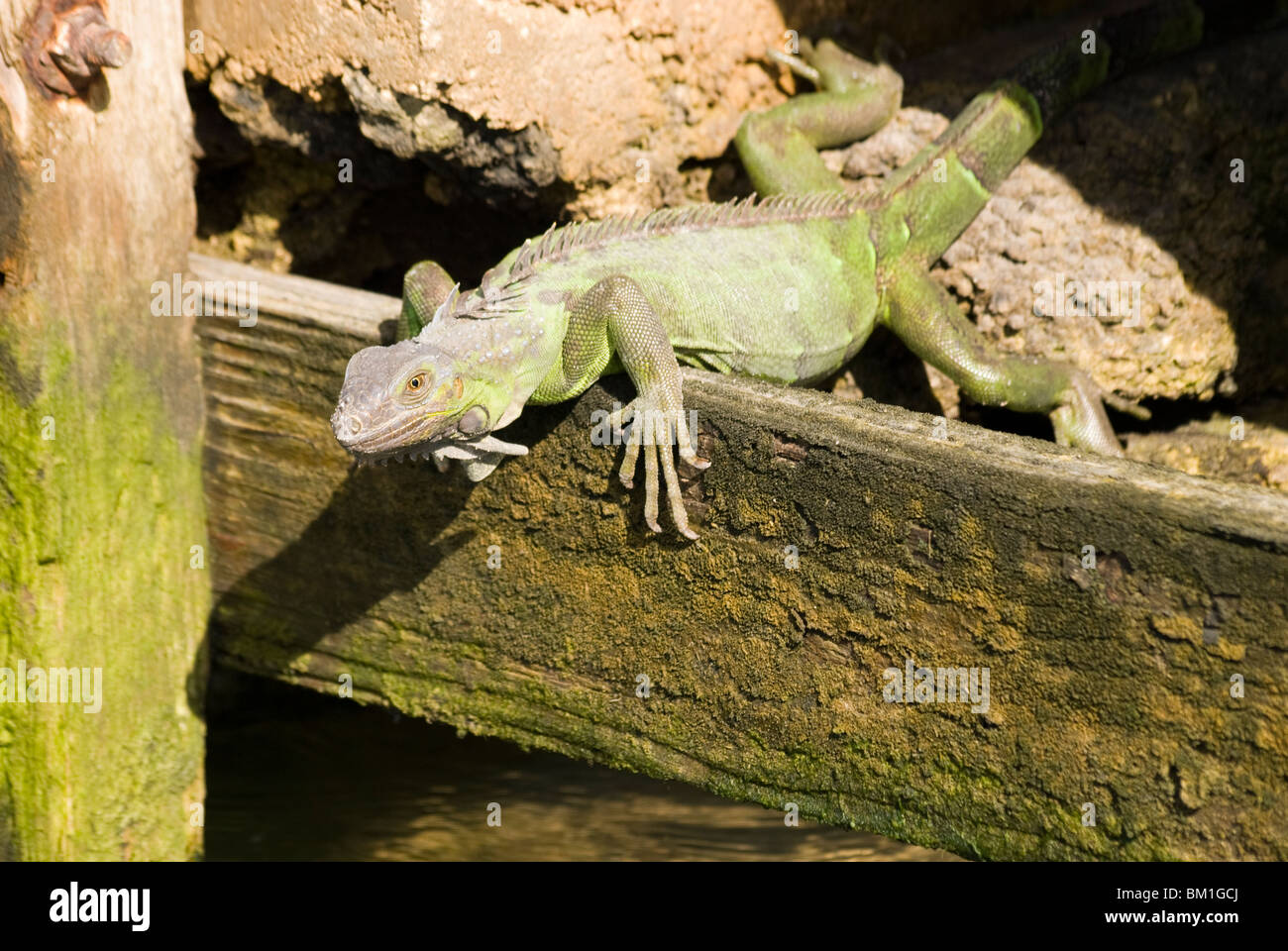 Wild Iguana in Key West, Florida Stock Photo - Alamy