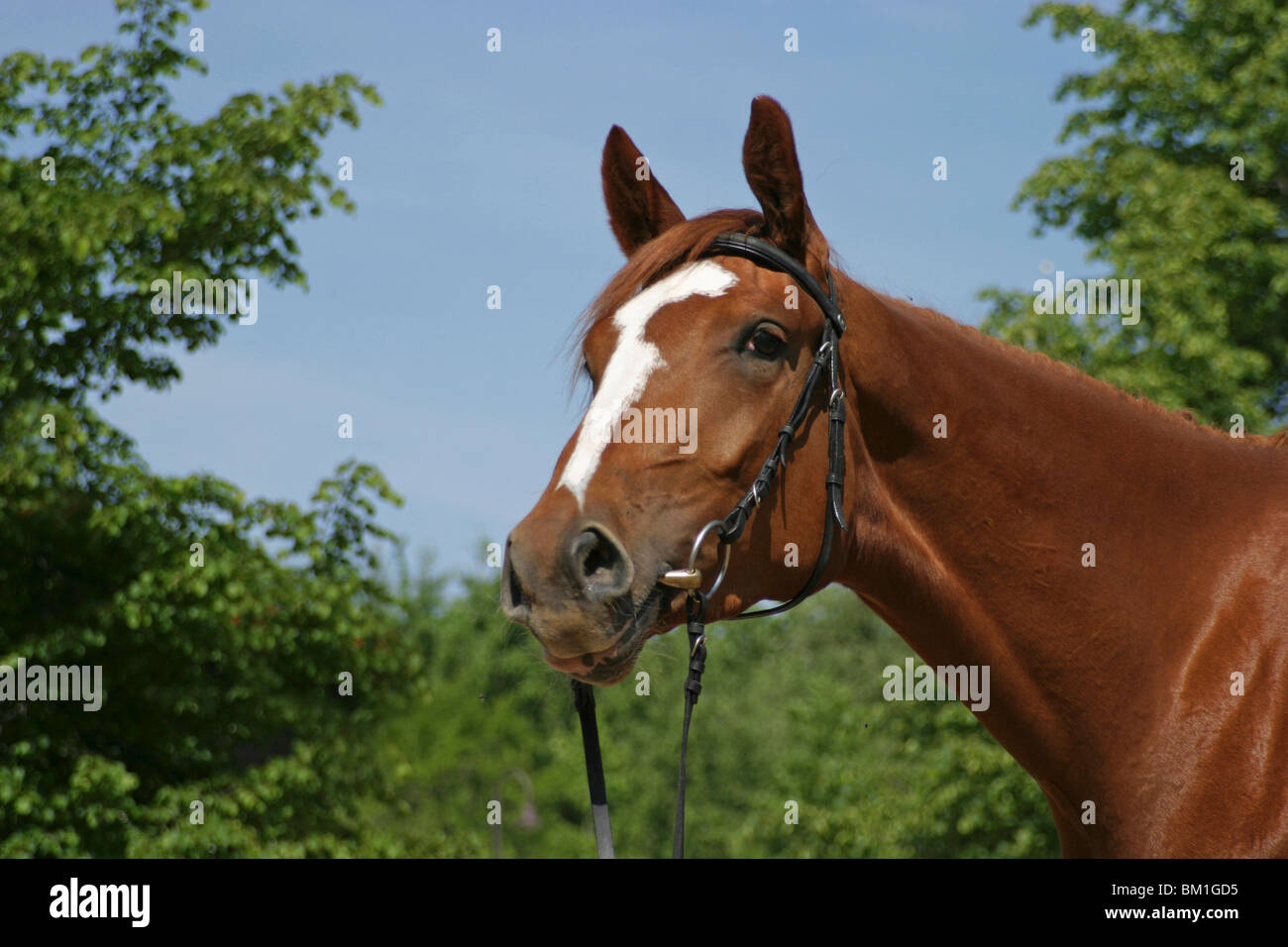 german riding horse portrait Stock Photo - Alamy