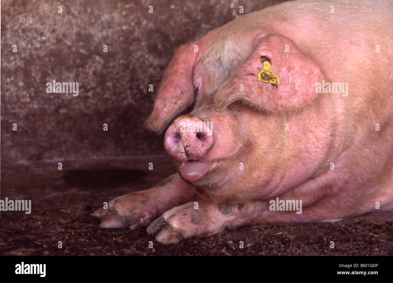 Pigsties hi-res stock photography and images - Alamy