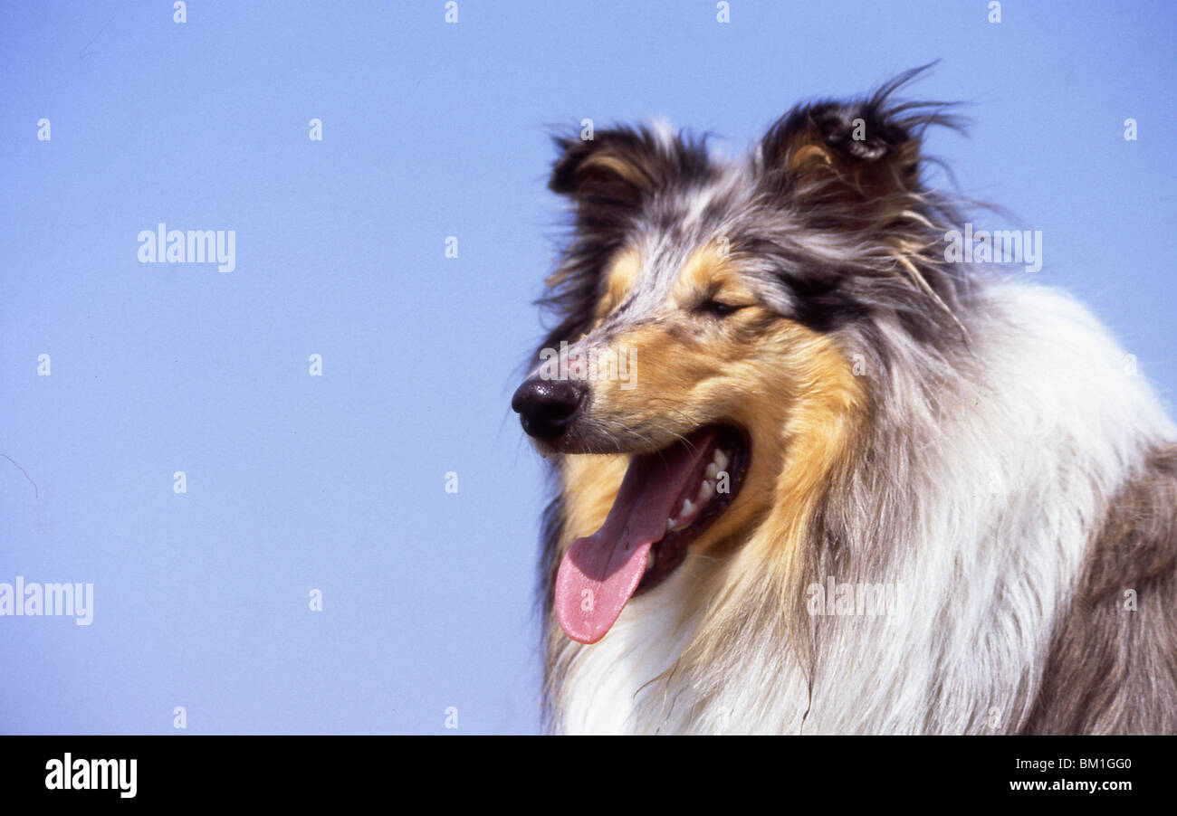 Rough and smooth collie hi-res stock photography and images - Alamy