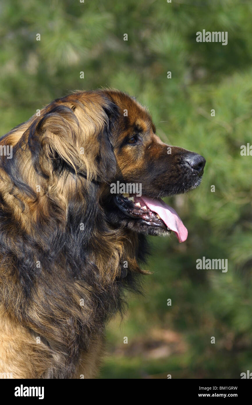 Long tongue side view hi-res stock photography and images - Alamy