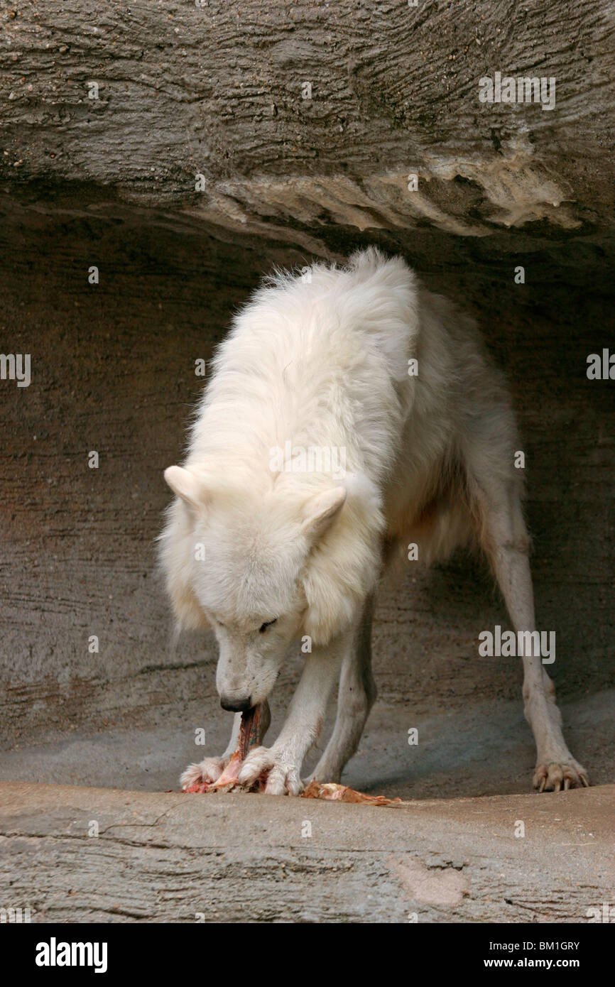 Arctic wolf eating hi-res stock photography and images - Alamy