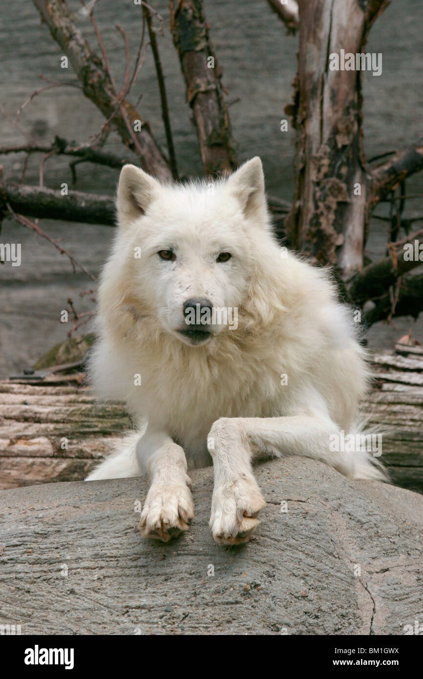 Weisser wolf hi-res stock photography and images - Alamy