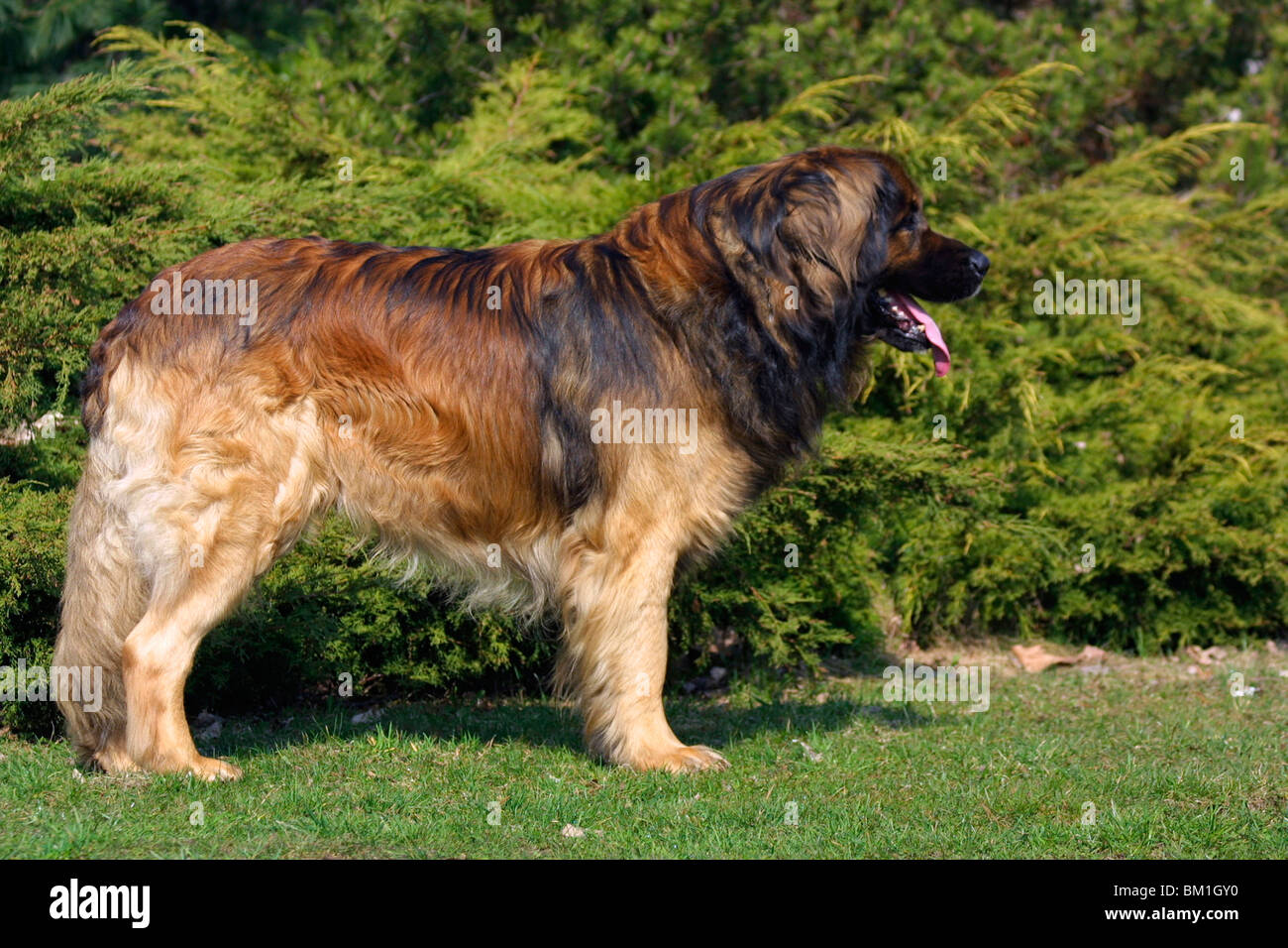Leonberger profile hi-res stock photography and images - Alamy