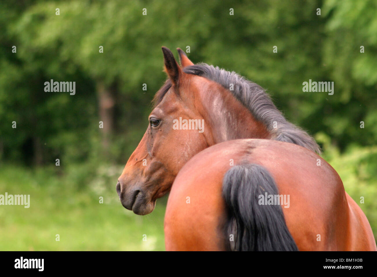 Animals morgan horse brown horses hi-res stock photography and images ...