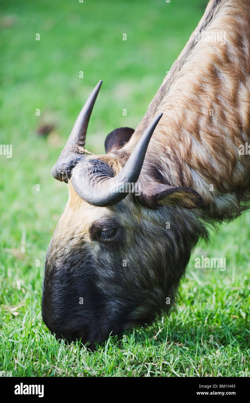 Takin, national animal of Bhutan, Motithang Takin Preserve, Thimphu ...