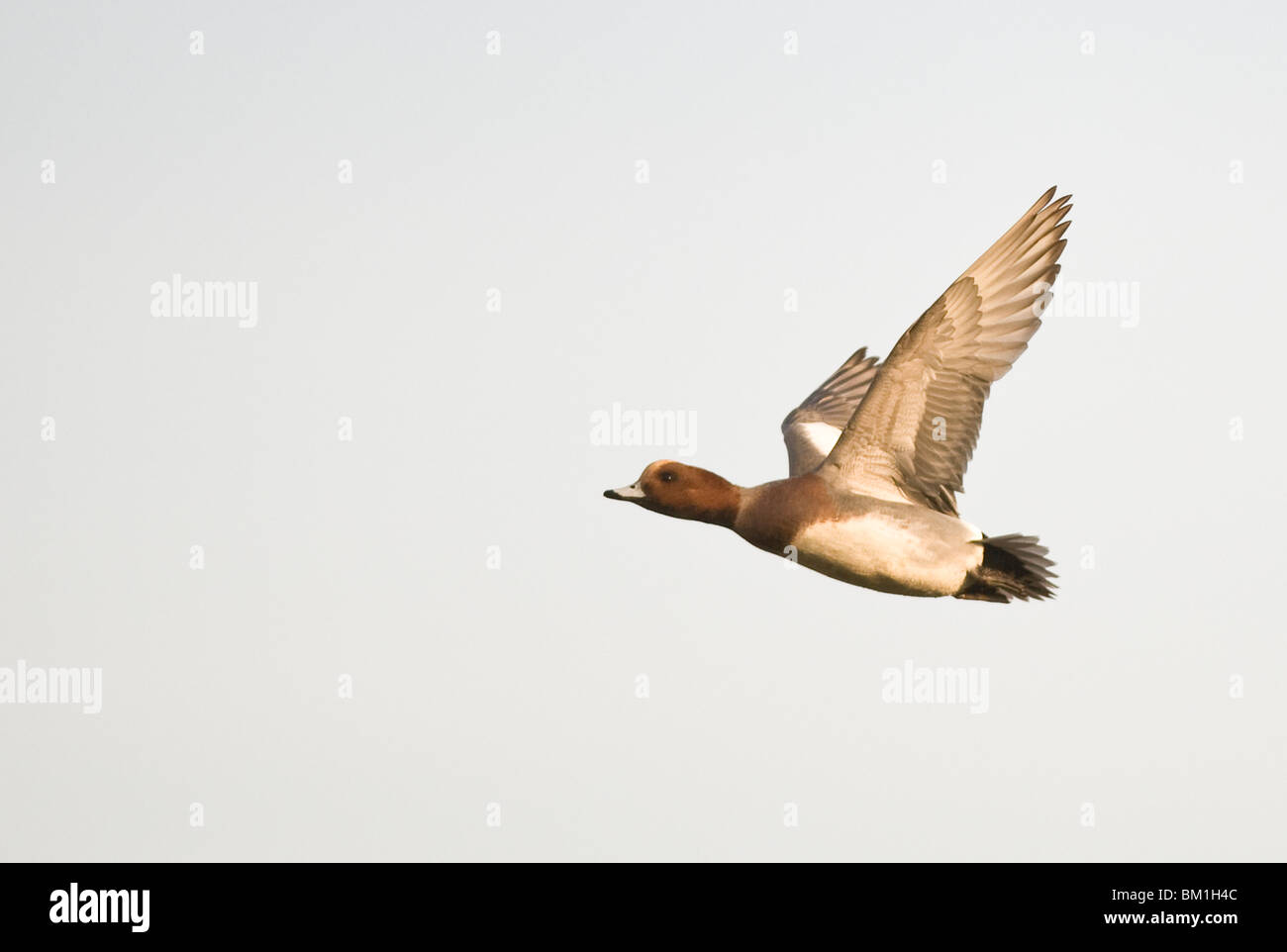 Wigeon In Flight Stock Photo - Alamy