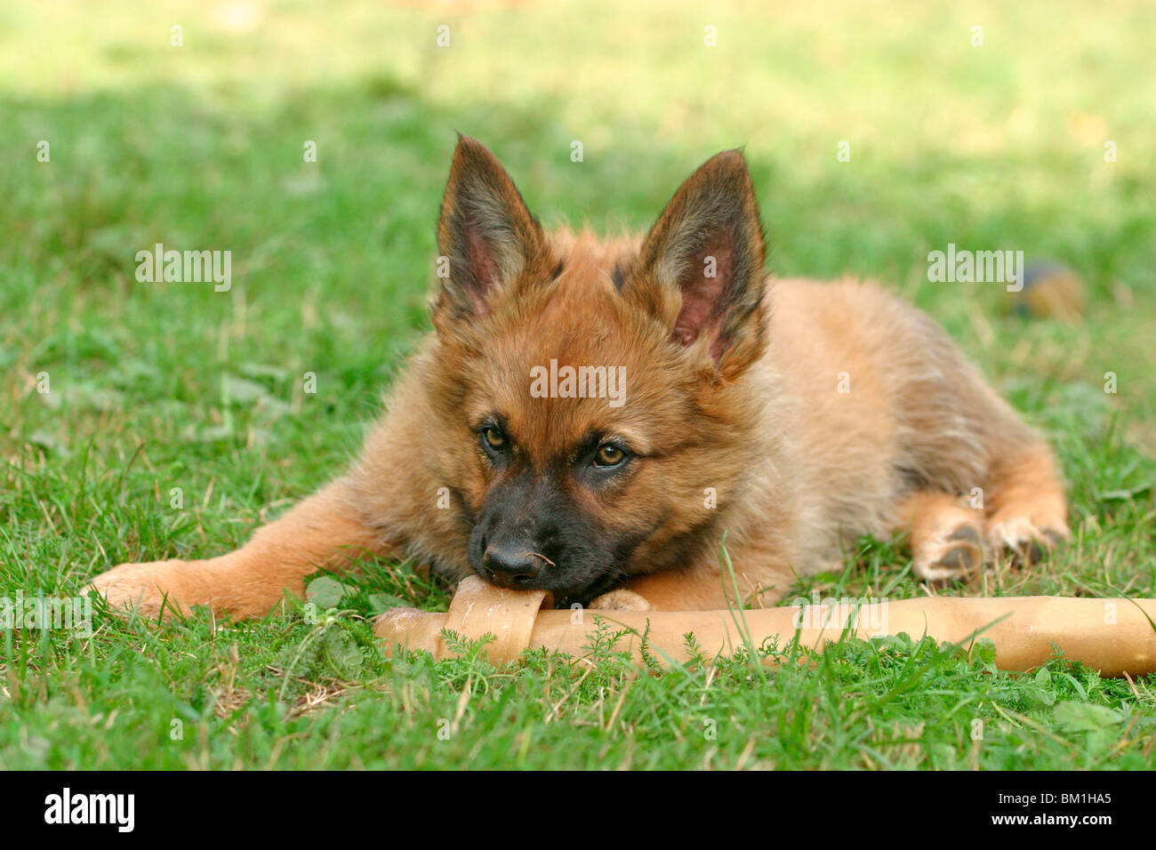 Harzer Fuchs Welpe / Puppy Stock Photo - Alamy