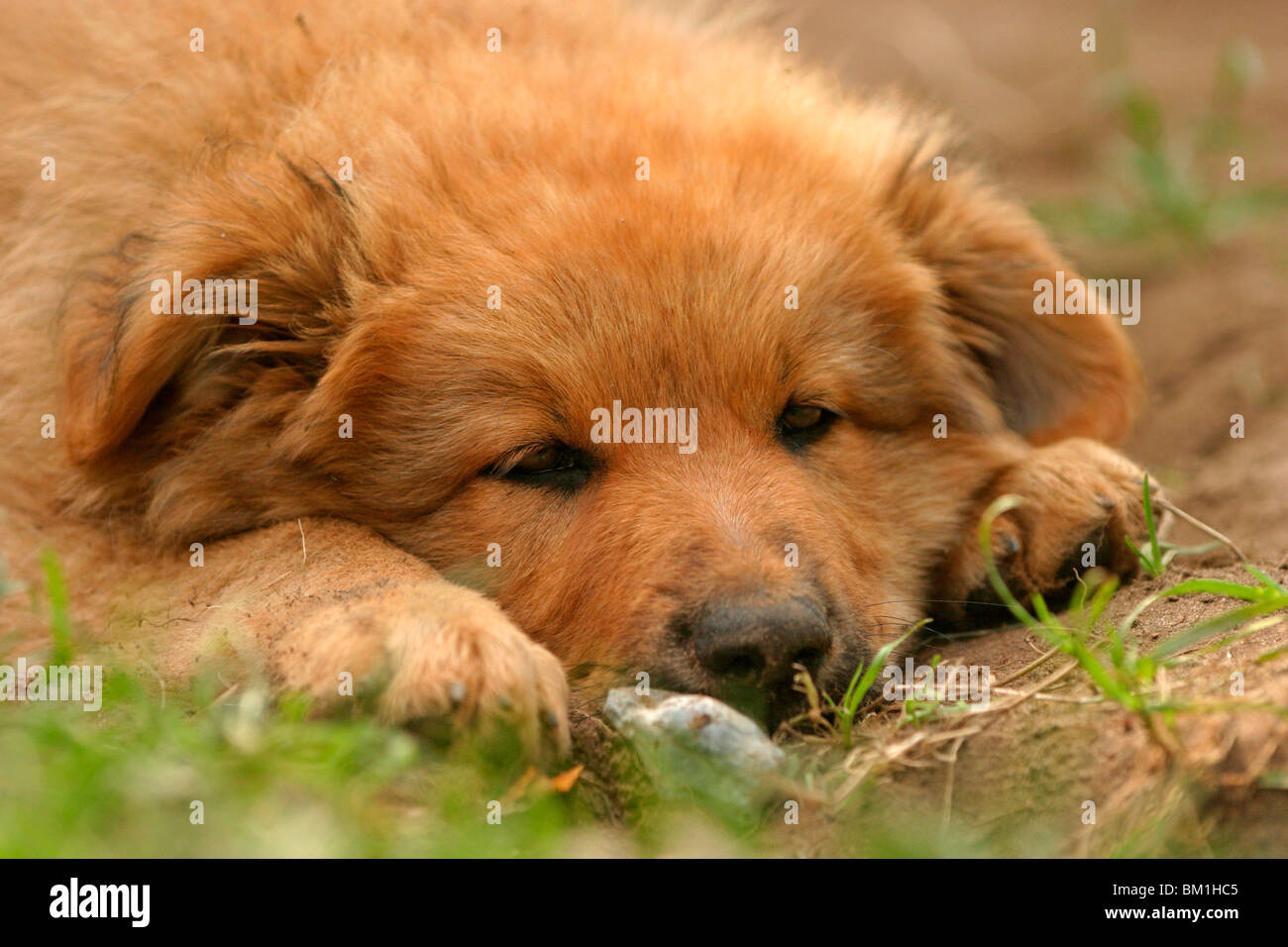 schlafender Harzer Fuchs Welpe / sleeping puppy Stock Photo - Alamy