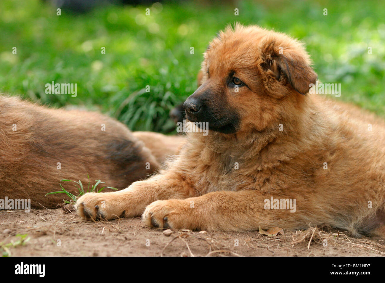 Harzer Fuchs Welpe / Puppy Stock Photo - Alamy