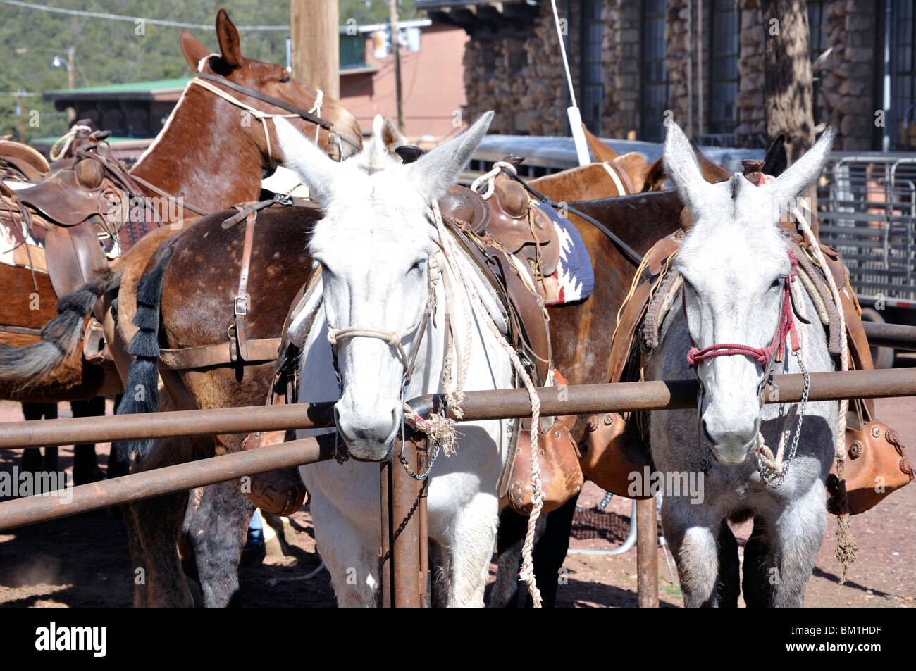 Mules, Grand Canyon, Arizona, USA Stock Photo - Alamy