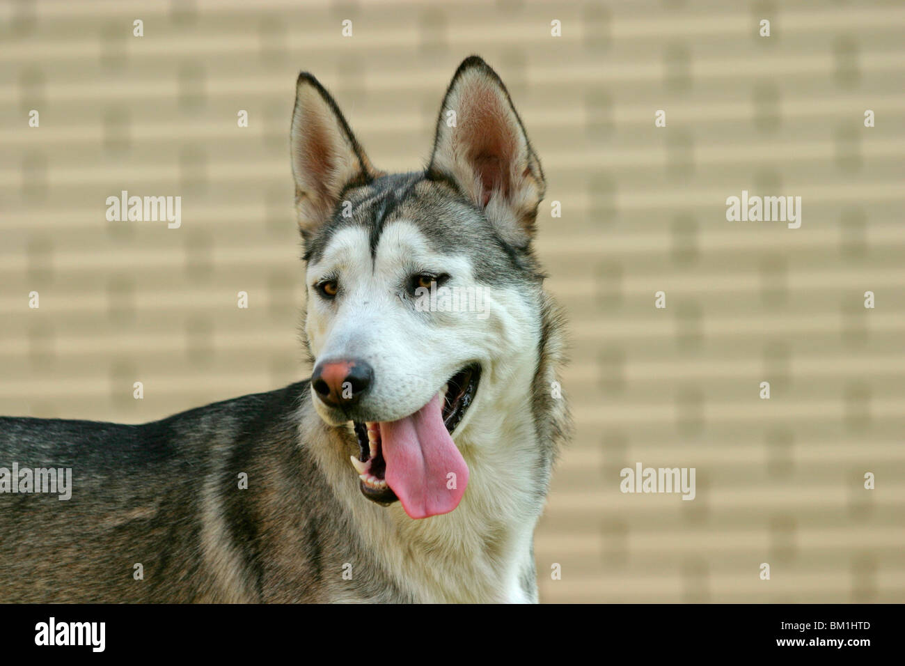Sibirien Husky Portrait Stock Photo - Alamy