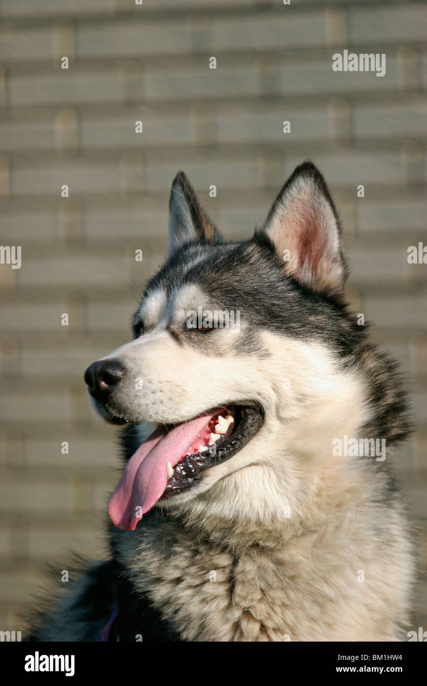 Sibirien Husky Portrait Stock Photo - Alamy