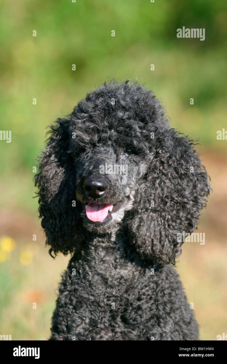 Pudel hund hi-res stock photography and images - Alamy
