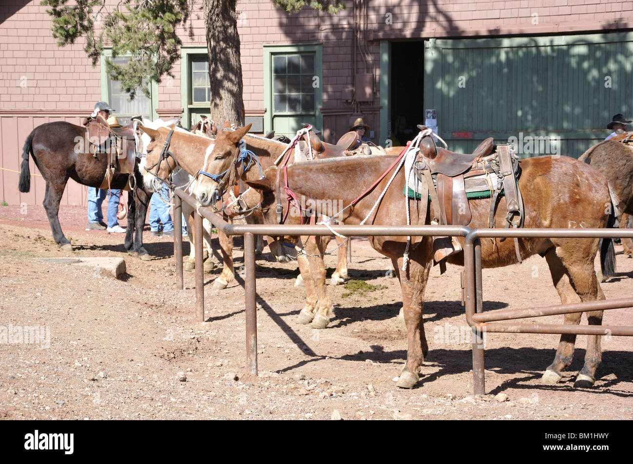 Mules, Grand Canyon, Arizona, USA Stock Photo - Alamy