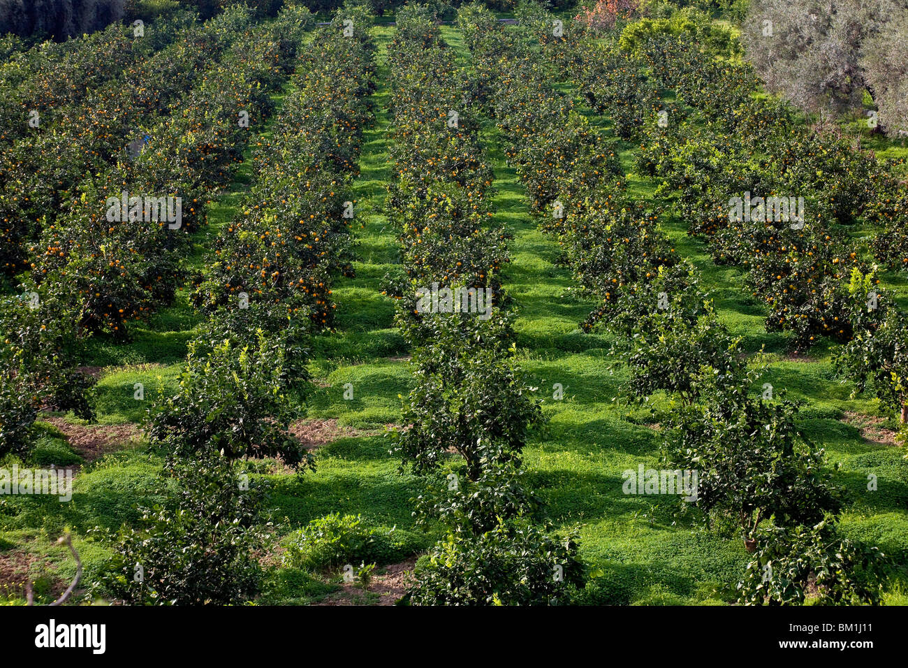Citrus orchards, Catania, Sicily, Italy, Europe Stock Photo - Alamy