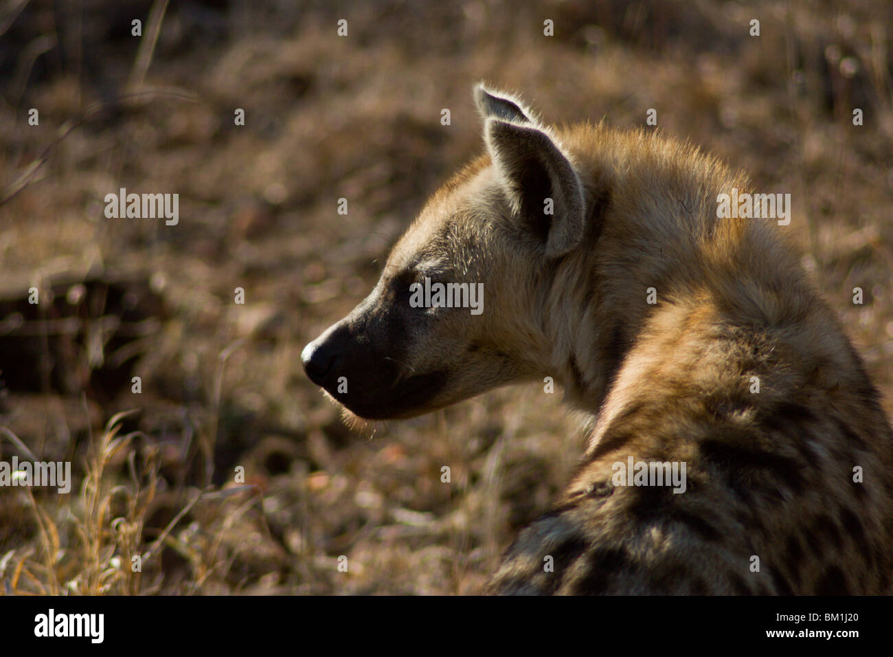 A young male Hyena Stock Photo - Alamy