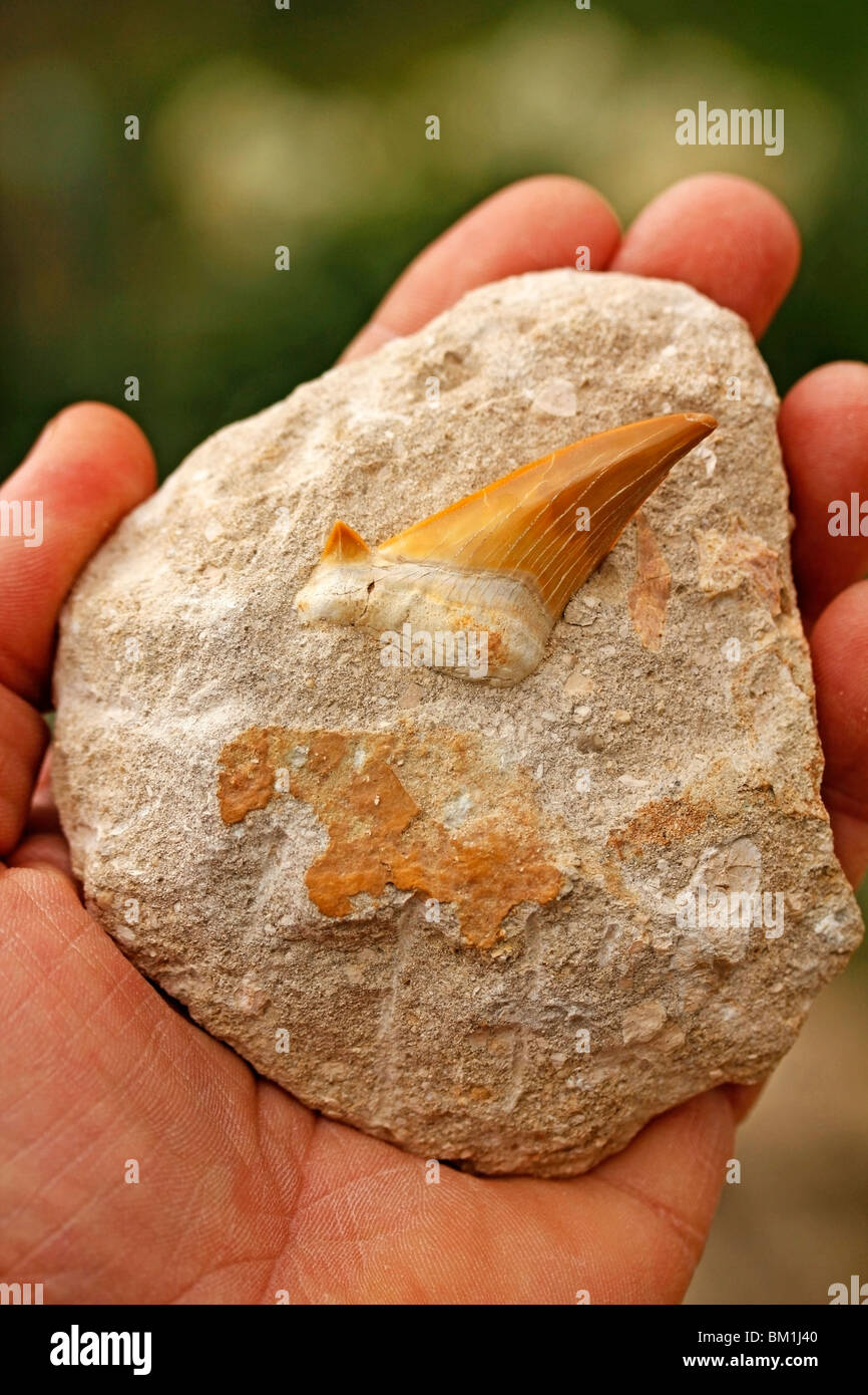 Fossil teeth hi-res stock photography and images - Alamy
