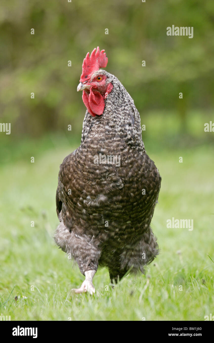 Cockerel in garden setting hi-res stock photography and images - Alamy