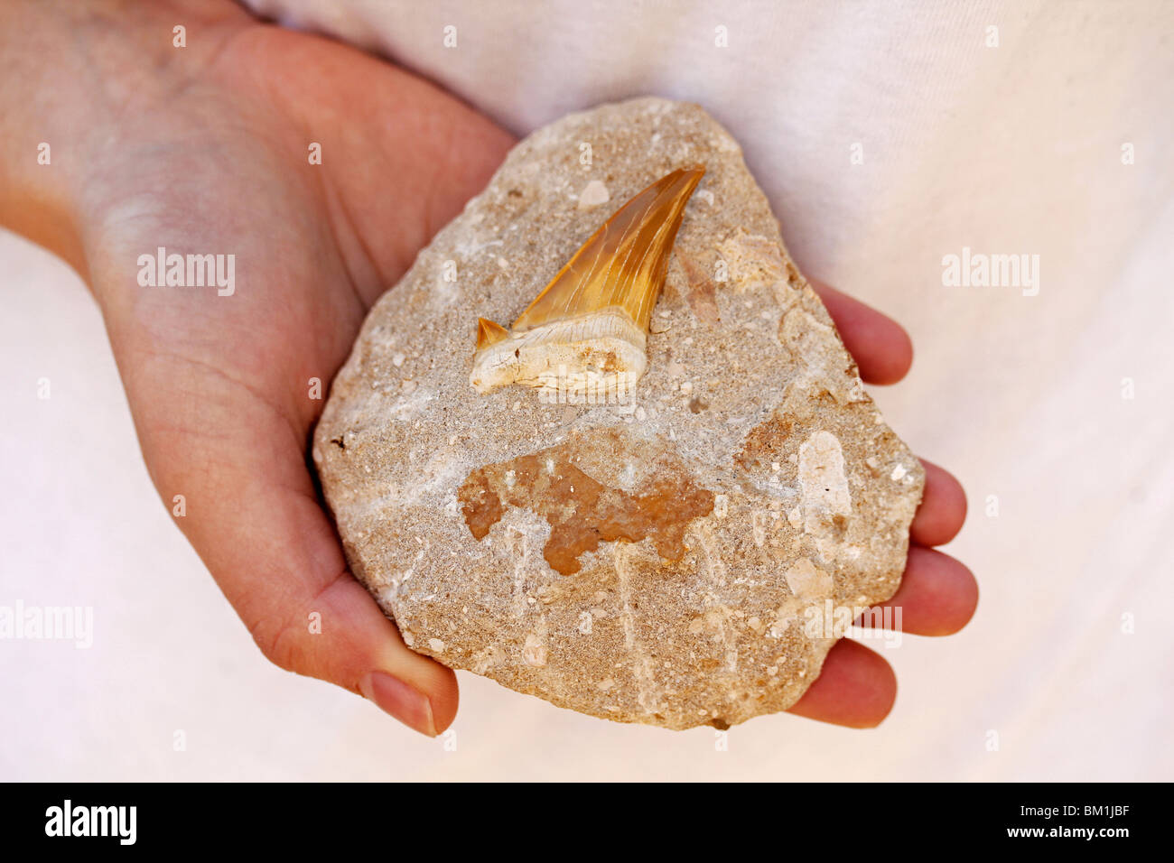 Fossil teeth hi-res stock photography and images - Alamy