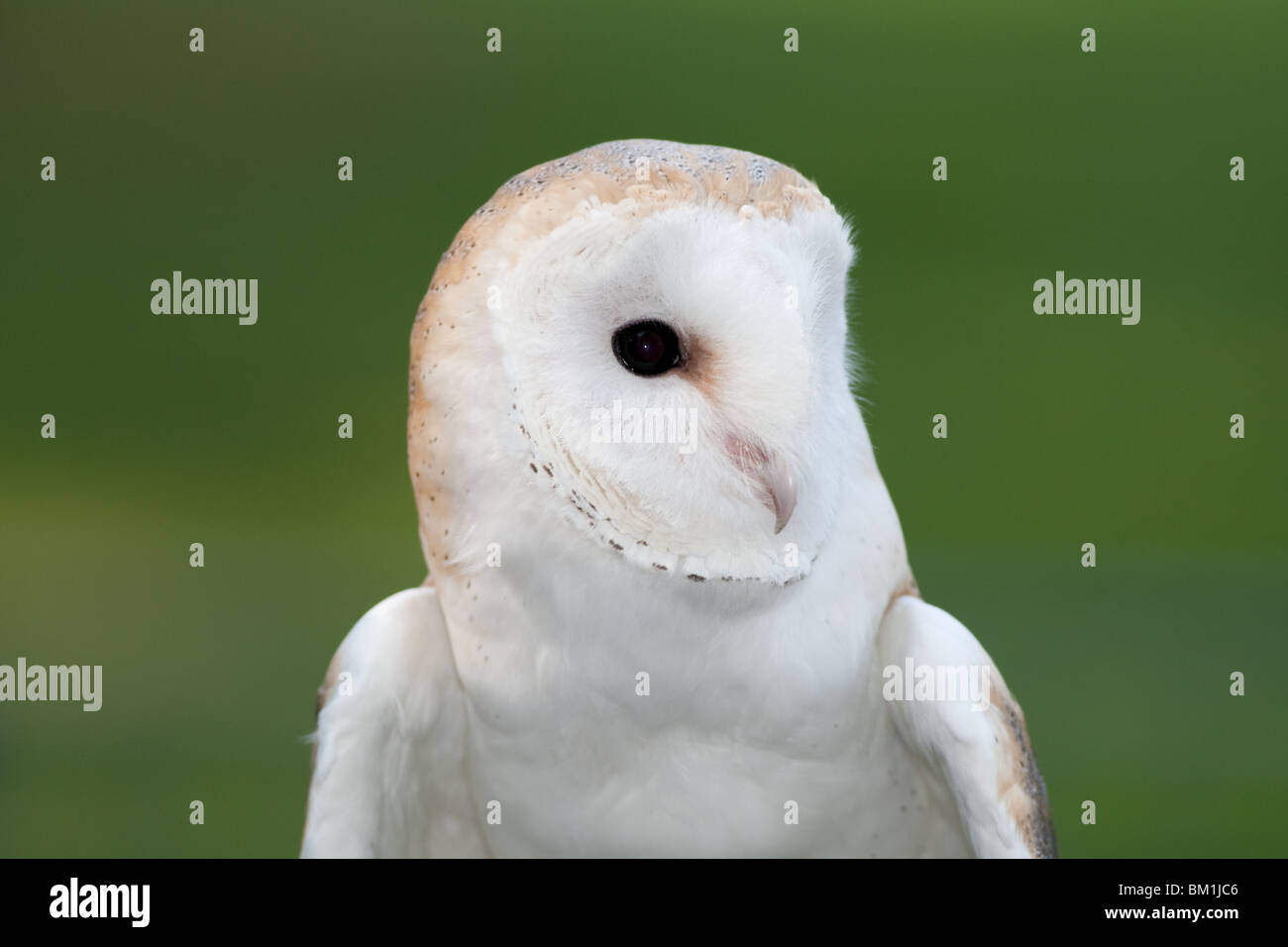Barn Owl Portrait Stock Photo - Alamy