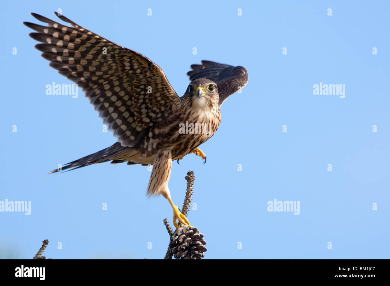 Merlin bird hi-res stock photography and images - Alamy