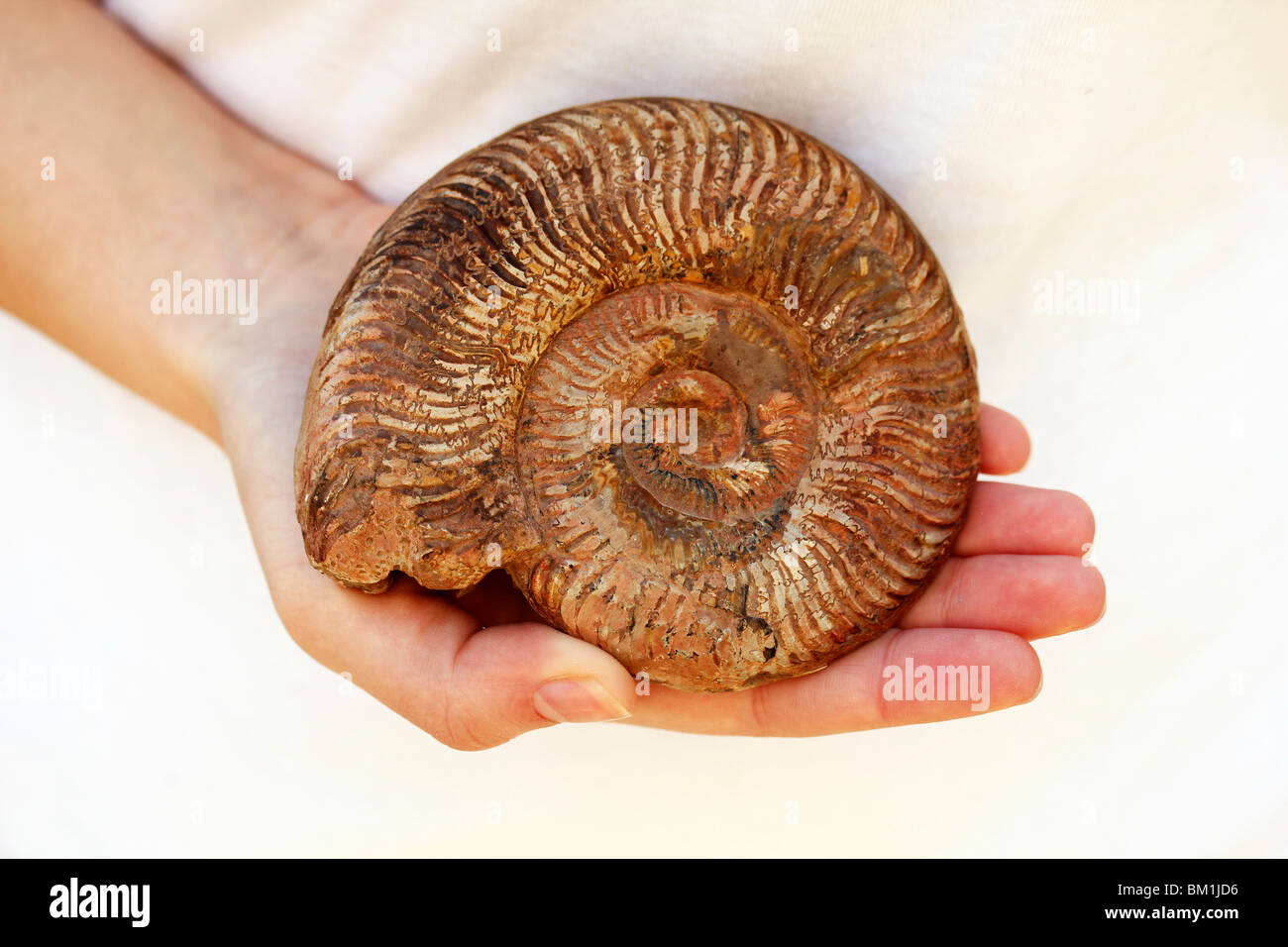 Ammonite fossil color hi-res stock photography and images - Alamy