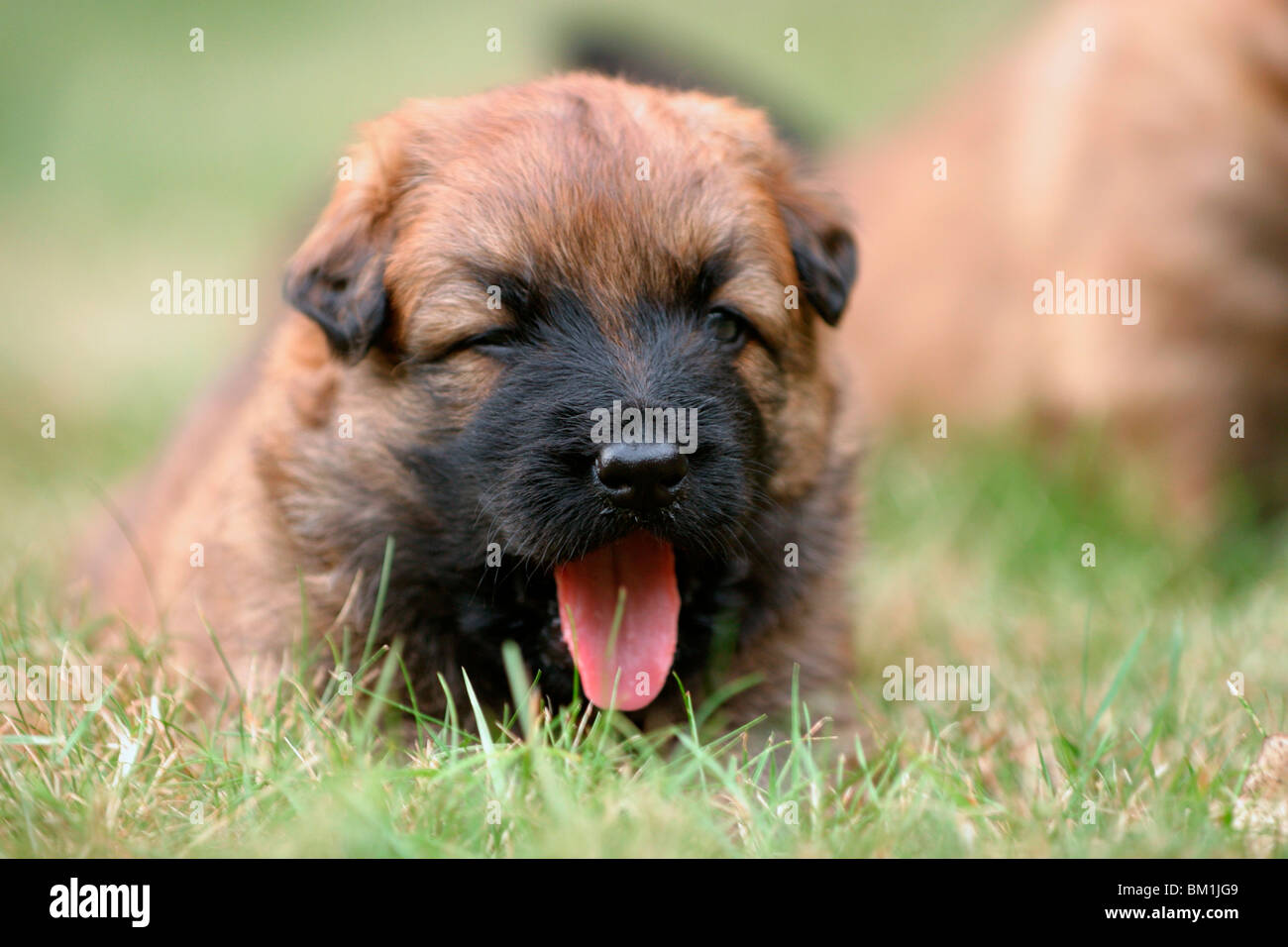 Harzer Fuchs Welpe / Puppy Stock Photo - Alamy