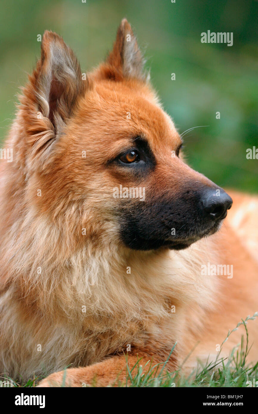 Harzer Fuchs Portrait Stock Photo - Alamy