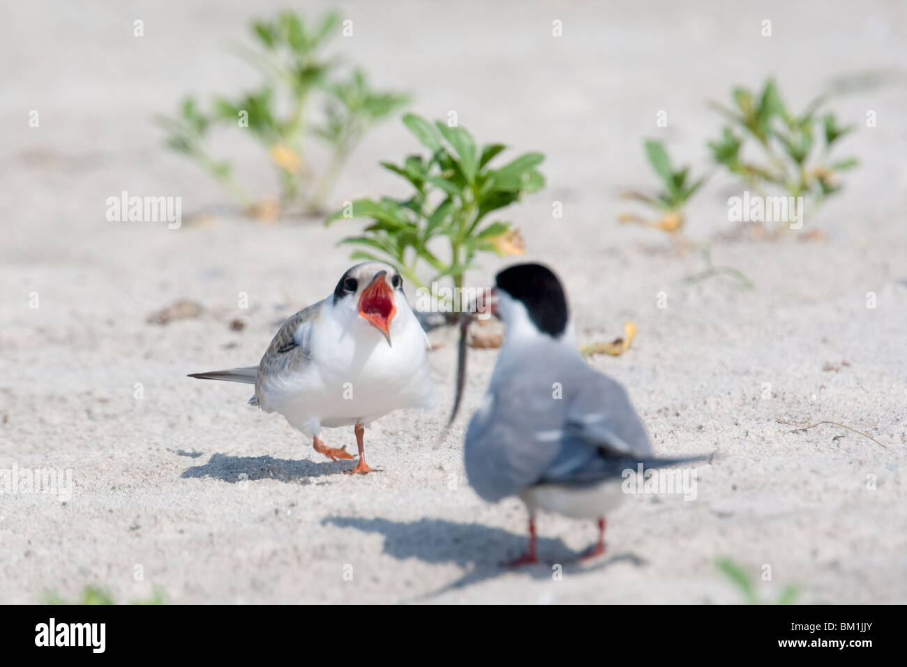 Common tern chicks hi-res stock photography and images - Alamy