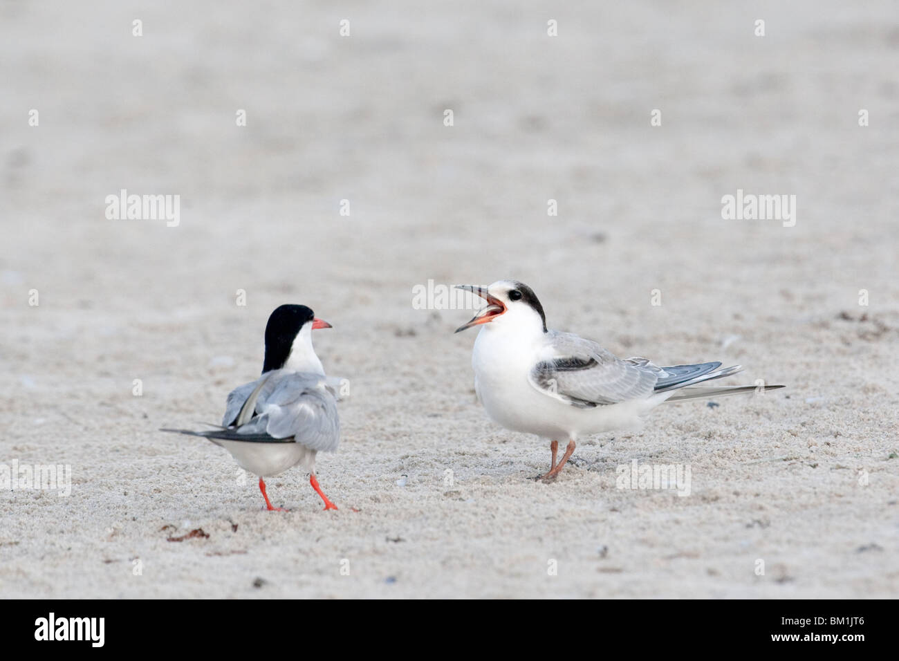 Common tern hi-res stock photography and images - Alamy