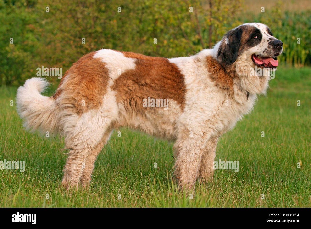 stehender Moskauer Wachhund / standing moscow watchdog Stock Photo - Alamy
