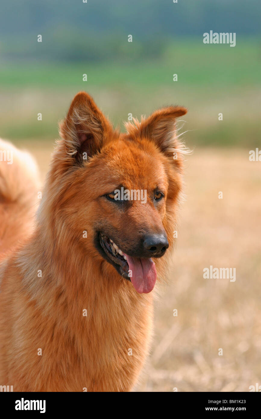 Harzer Fuchs Portrait Stock Photo - Alamy