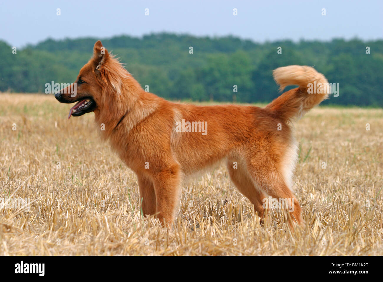 stehender / standing Harzer Fuchs Stock Photo - Alamy
