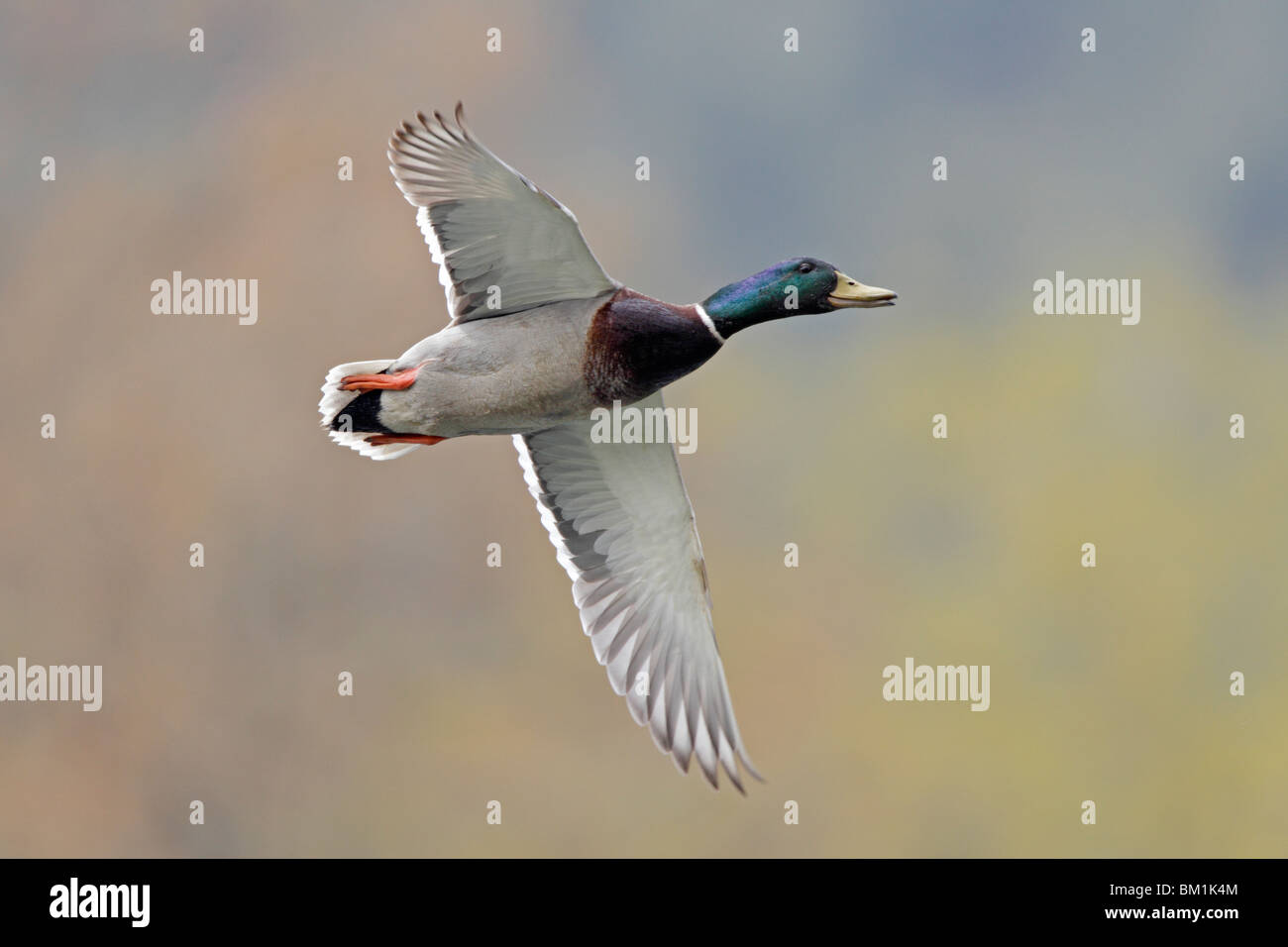 Drake Mallard duck in flight Stock Photo - Alamy